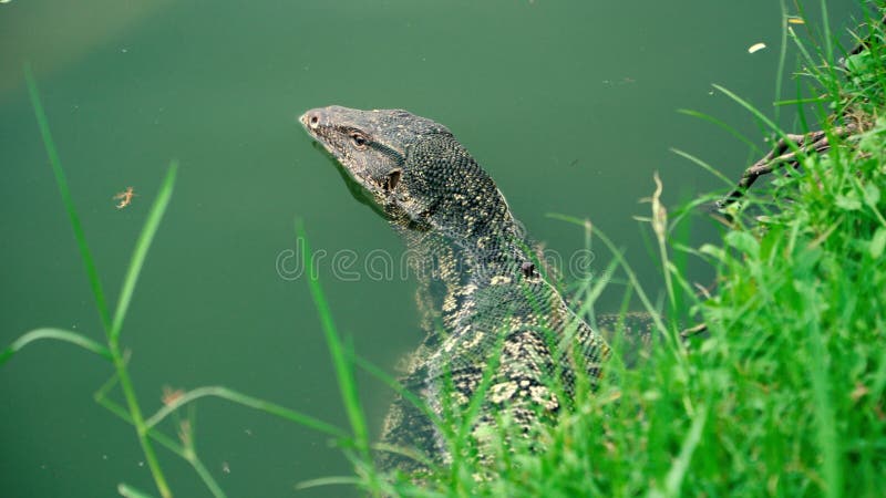Varan is Sitting Still in the Water Stock Video - Video of komodoensis ...