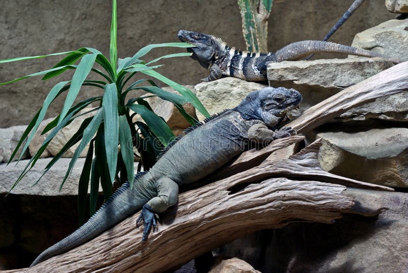 Varanidae stock image. Image of tail, blooded, muscular - 50420893