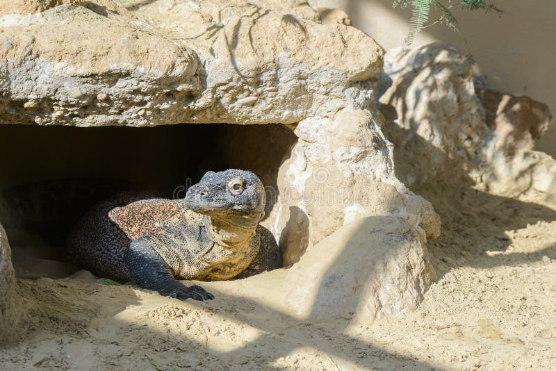 Varano in den stock image. Image of looking, varanidae - 72594651