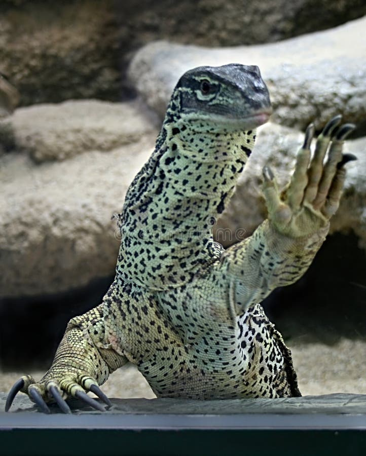 Varanus stock image. Image of waran, speak, varanus, nature - 1833455
