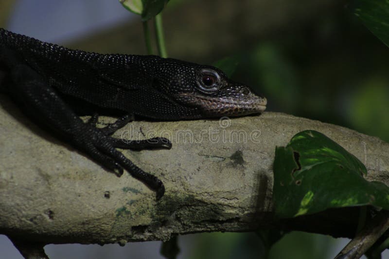 Varanus Beccarii, Also Known As Black Tree Monitor Stock Photo - Image ...