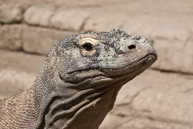 Varanas Stock Photos - Free & Royalty-Free Stock Photos from Dreamstime