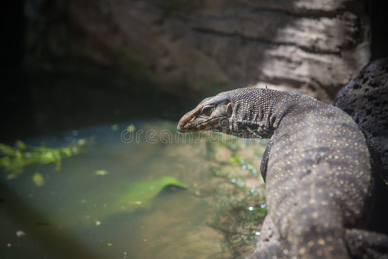 Varanus Salvator Also Sometimes Called Erroneously Komodo Dragon Stock ...