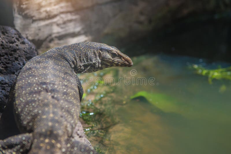 Varanus Salvator Also Sometimes Called Erroneously Komodo Dragon Stock ...