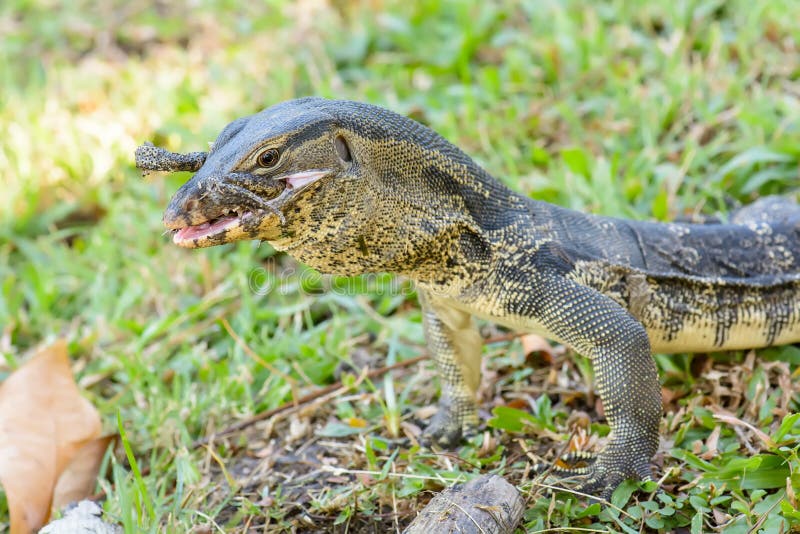 384 Lizard Eating Frog Stock Photos - Free & Royalty-Free Stock Photos ...