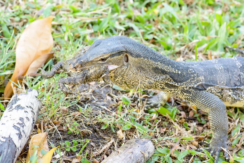 384 Lizard Eating Frog Stock Photos - Free & Royalty-Free Stock Photos ...