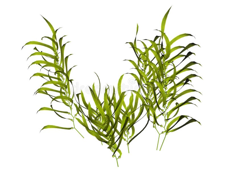 Varech illustration stock. Illustration du détail, dessins - 2940779