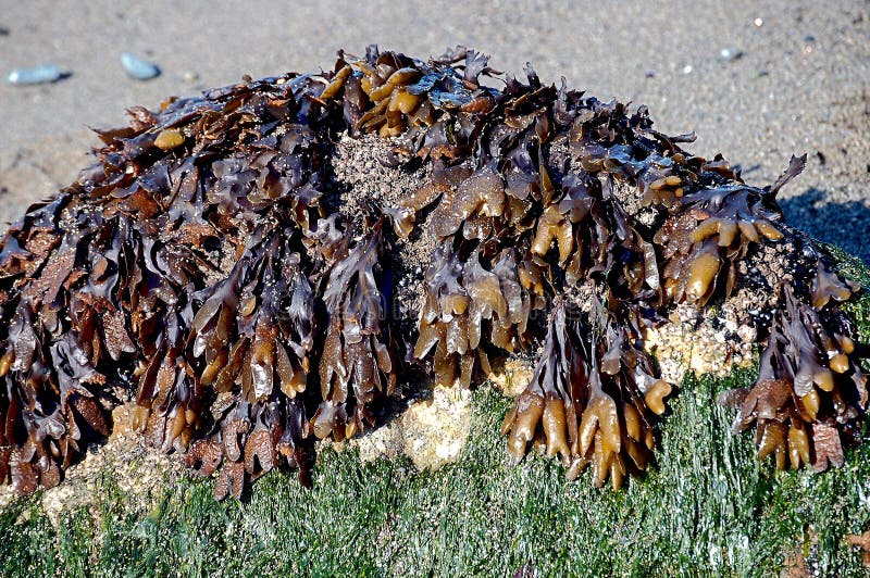 Varech et algue photo stock. Image du varech, océan, vivre - 8764156