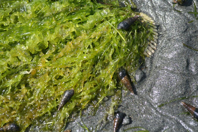 1,756 Photos de Varech Sur Le Fond De Texture - Photos de stock ...