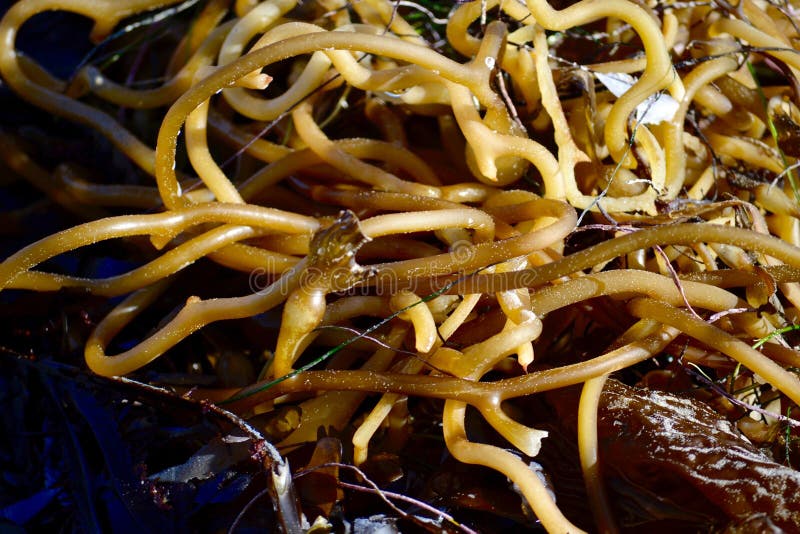 Algue jaune image stock. Image du herbe, sunset, jaune - 26443197