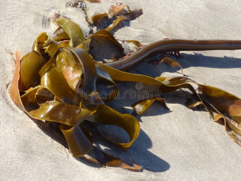 Varech sur la plage image stock. Image du nature, marin - 40337381