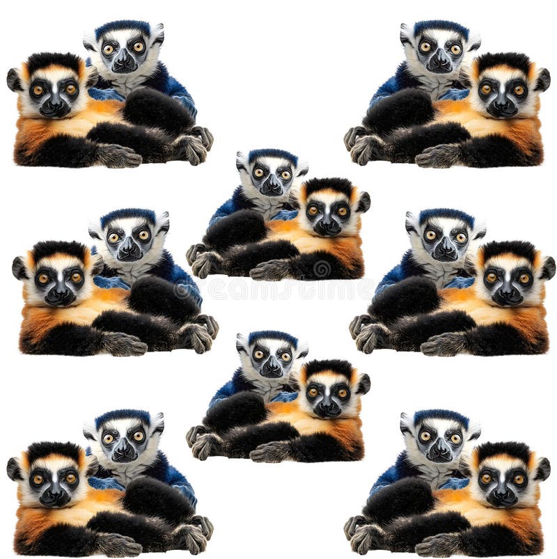 Collage of Varecia Variegata Sitting Studio Shot of a 24-Year-Old Lemur ...