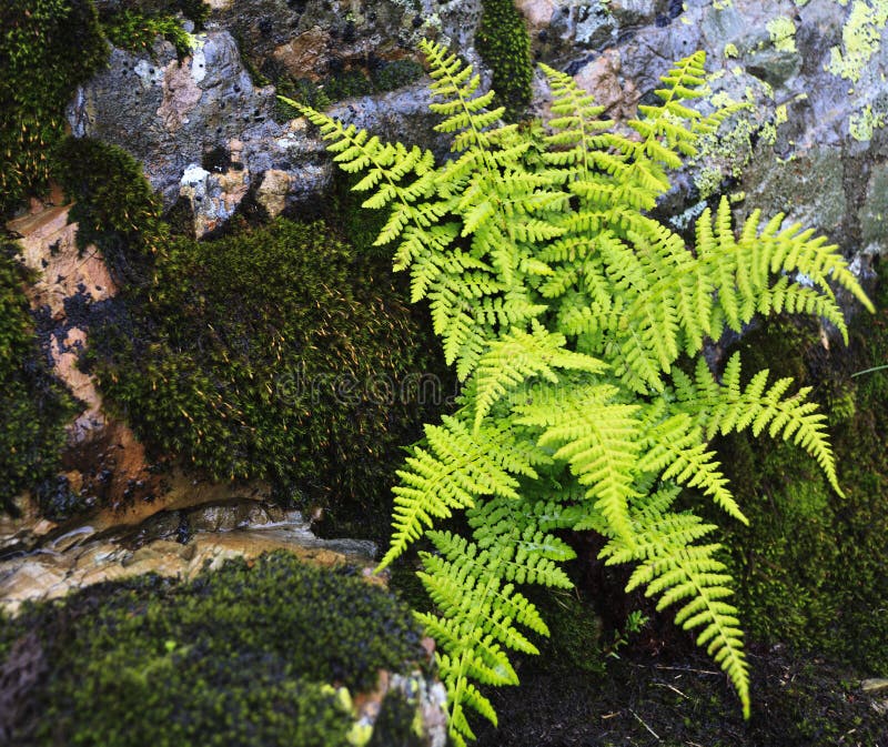 Varens, Japanse Tuin stock foto. Image of groen, tropisch - 21162110