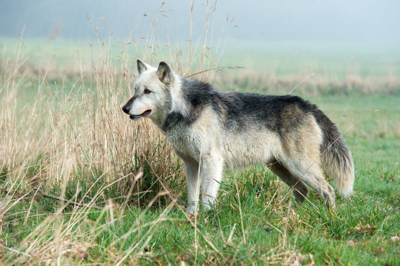 Arktisk Polar Varg För Varg Aka Eller Vit Varg Arkivfoto - Bild av hund ...