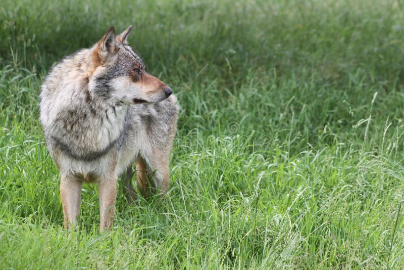 Varg fotografering för bildbyråer. Bild av tjuta, huvud - 42750239