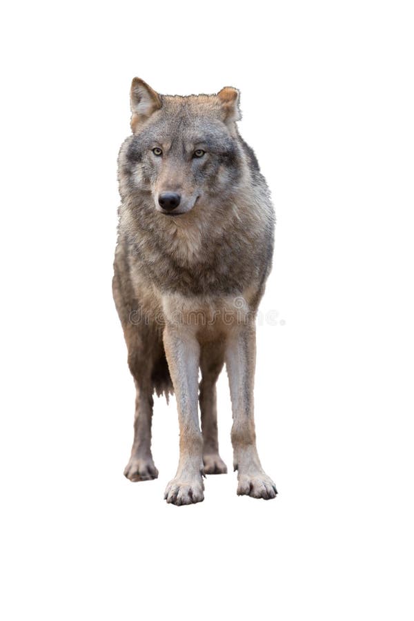 Varg Framifrån På Vit Bakgrund Fotografering för Bildbyråer - Bild av ...