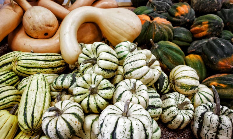 Variété de courge image stock. Image du courges, nourriture - 62188749
