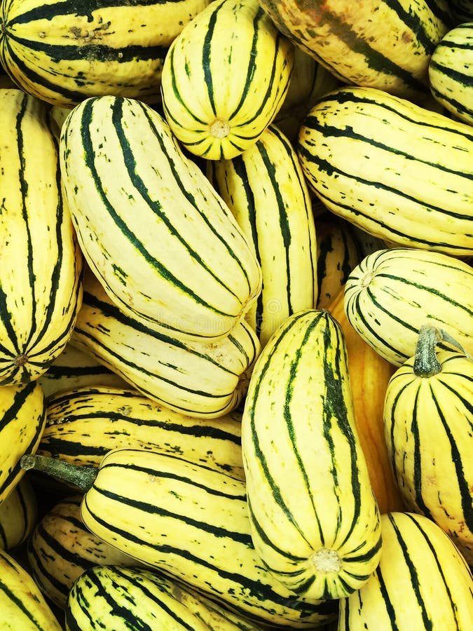 Variété De Courge De Delicata Image stock - Image du québec, septembre ...