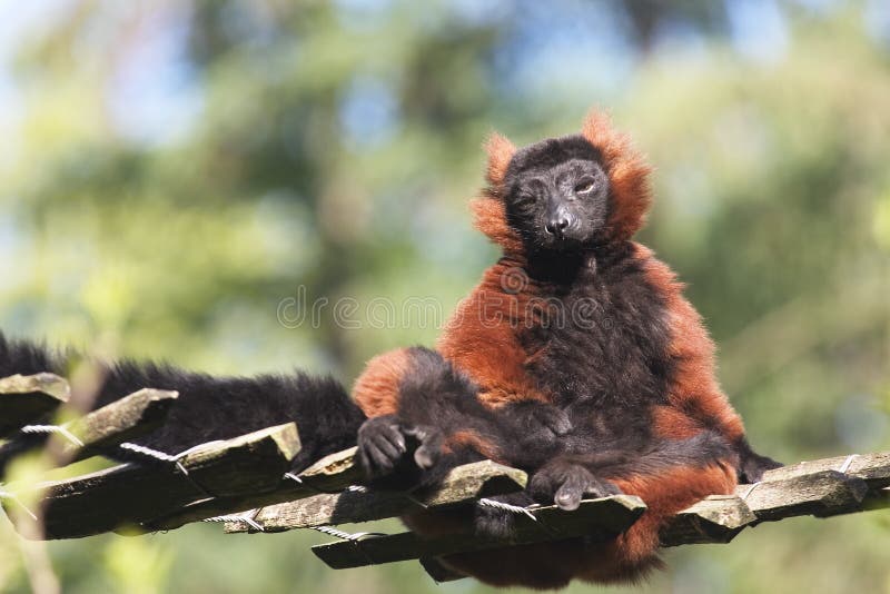Vari stock photo. Image of mammal, male, lemuridae, vari - 2368386