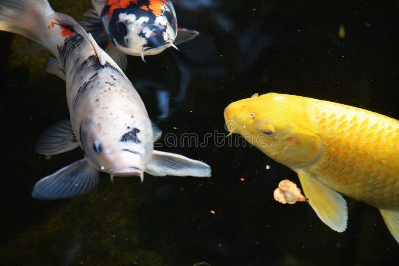 Vari-colored carp stock photo. Image of beautiful, japan - 133434130