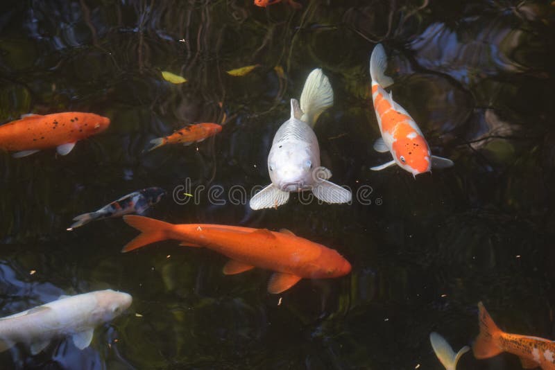 Vari-colored carp stock image. Image of japanese, asia - 133434135