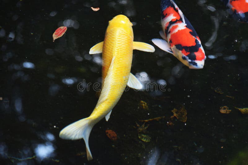 Vari-colored carp stock image. Image of japanese, asia - 133434213
