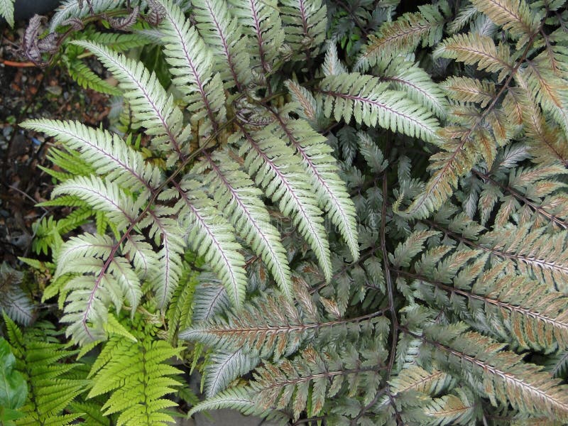 Vari colored ferns stock photo. Image of vegetation, fern - 16300262