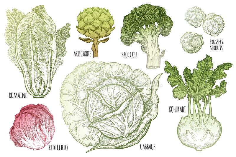 Vari Tipi Di Grafiche a Colori Del Cavolo Illustrazione Vettoriale ...