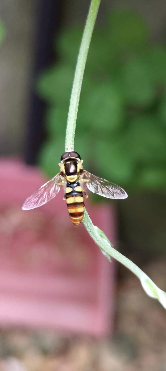 Variable aphideater stock image. Image of hoverfly, scale - 369396179