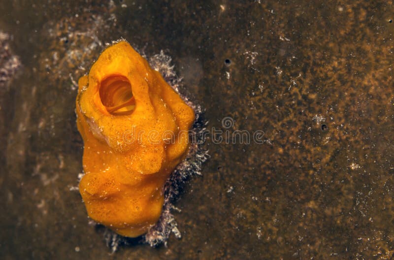 Variable boring sponge stock image. Image of ocean, gardens - 23295093