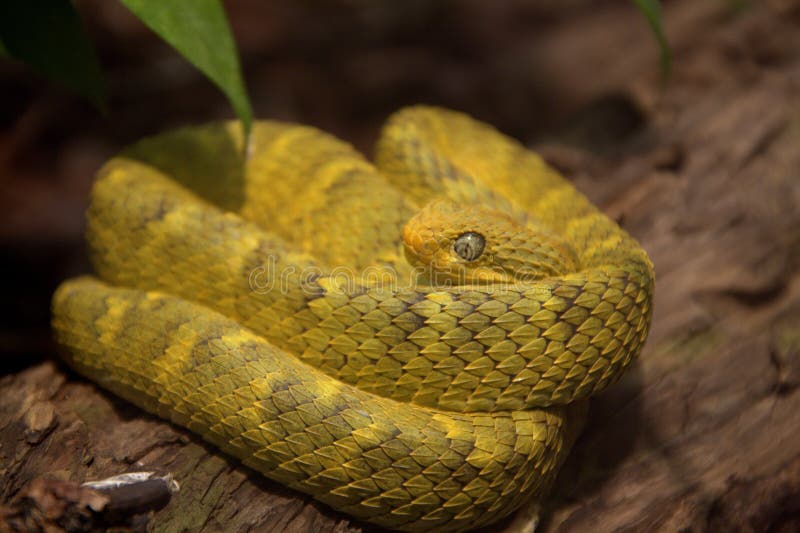 Variable Bush Viper Snake stock photo. Image of reptile - 18258122