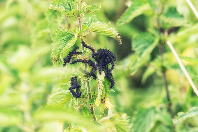 Variable Checkerspot Butterfly Caterpillars Stock Photo - Image of pest ...