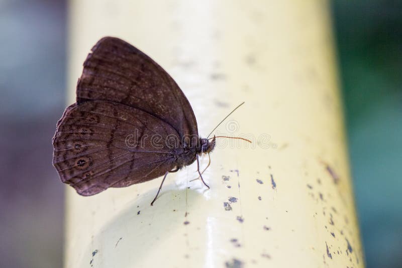 Red Cracker Hamadryas Amphinome Mexicana Butterfly Rests On A Branch ...