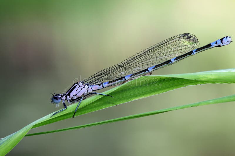 Variable damselfly, bluet stock photo. Image of leaf - 73028666