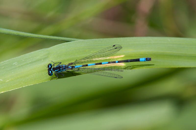 A Variable Damselfly Resting on a Leaf. Stock Image - Image of animal ...
