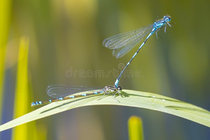 Coenagrion Pulchellum, Variable Damselfly Stock Image - Image of ...