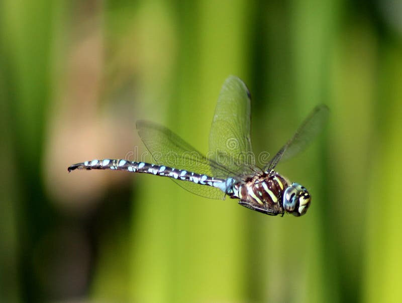 Variable Darner Dragonfly stock image. Image of insect - 15653119