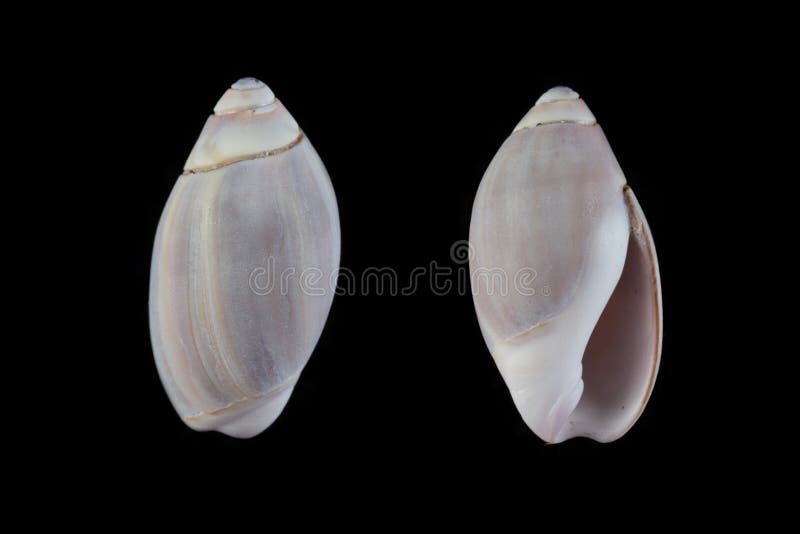 Purpura panama stock image. Image of hexaplex, cornus - 188590779