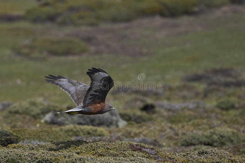 Variable Hawk in the Falkland Islands Stock Image - Image of buteo ...