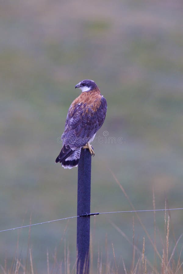 Variable Hawk 843436 stock image. Image of wildbird - 173276207