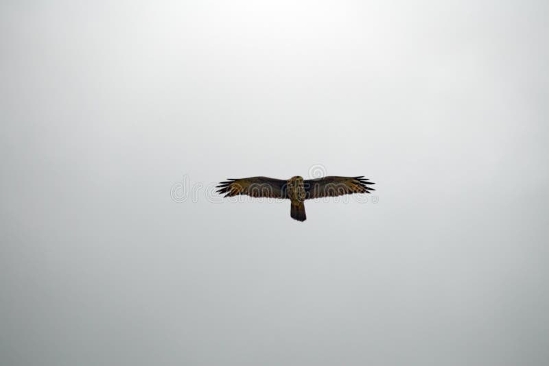 Variable Hawk, Geranoaetus Polyosoma, Catch Hare In The Nature Habitat ...