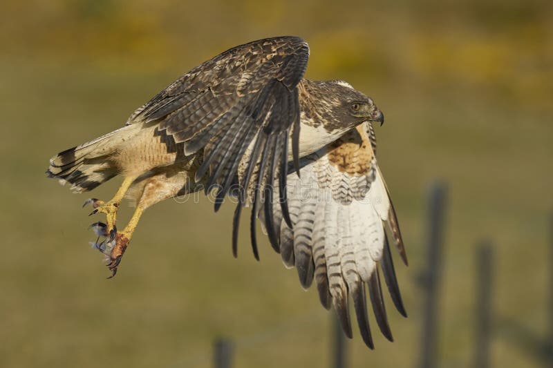 Variable Hawk in flight stock image. Image of atlantic - 345539569