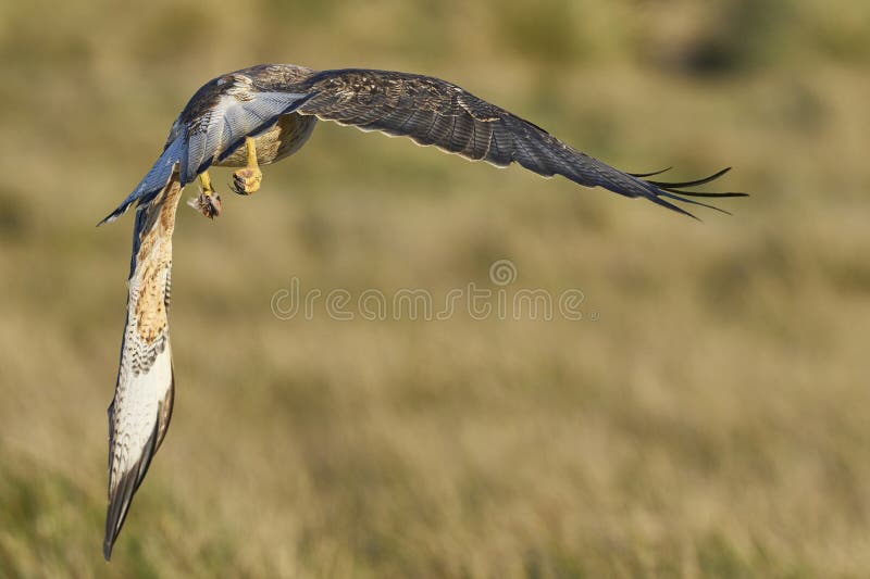 Variable Hawk in flight stock image. Image of bird, island - 345539579