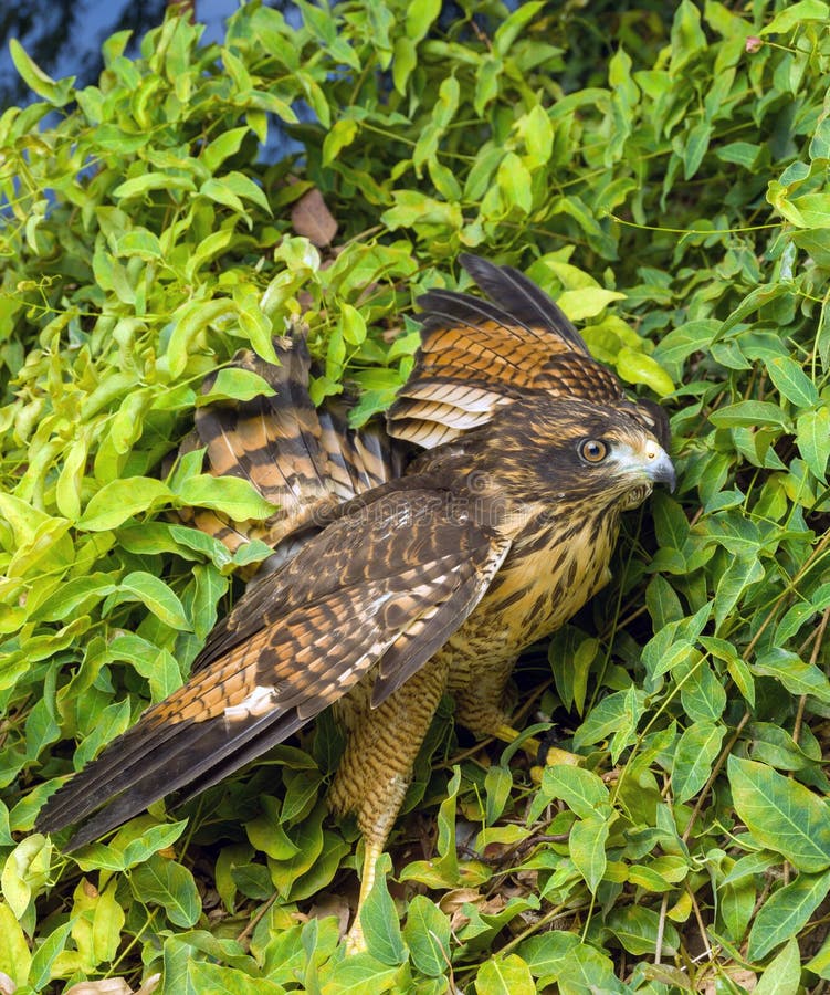 The Variable Hawk Geranoaetus Polyosoma is a Polymorphic Species of Bird of Pre Stock Photo ...