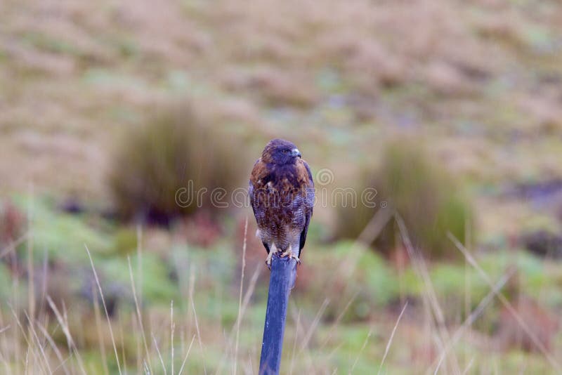 Variable Hawk Immature 843424 Stock Image - Image of polyosoma, birds ...