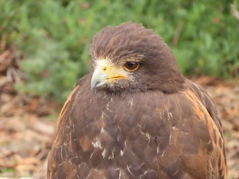 Variable Hawk stock photo. Image of differences, hawk - 167693130