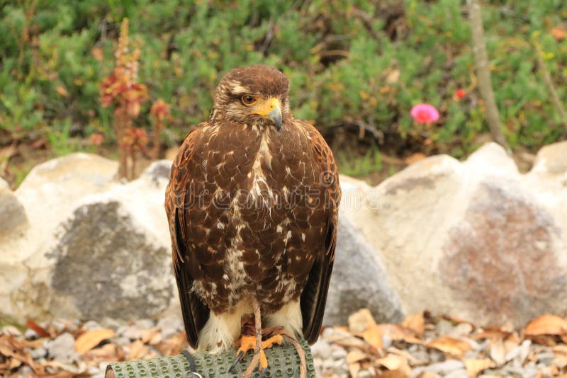 Variable Hawk stock image. Image of southern, polyosoma - 167693373