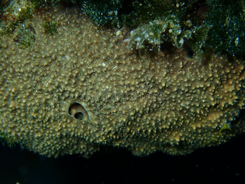 Variable Loggerhead Sponge (Ircinia Variabilis) Close-up Undersea ...