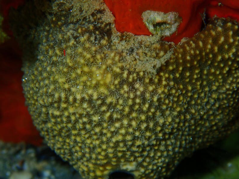 Variable Loggerhead Sponge (Ircinia Variabilis) Close-up Undersea ...