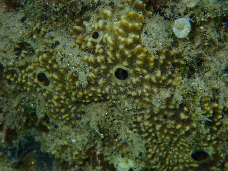 Variable Loggerhead Sponge (Ircinia Variabilis) Close-up Undersea ...